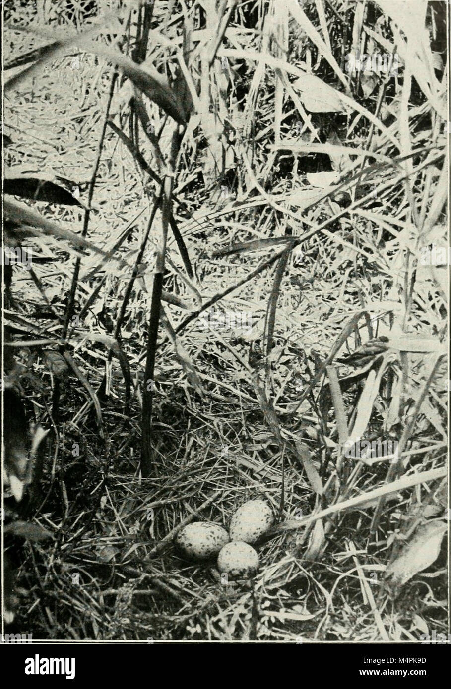 This 1898 guide explores the identification and location of bird nests ...