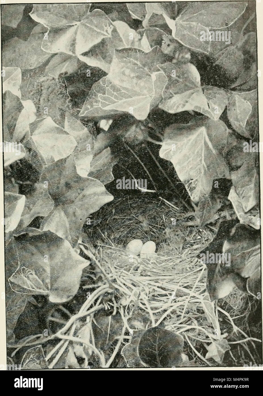 This 1898 work guides readers in identifying and locating bird nests ...