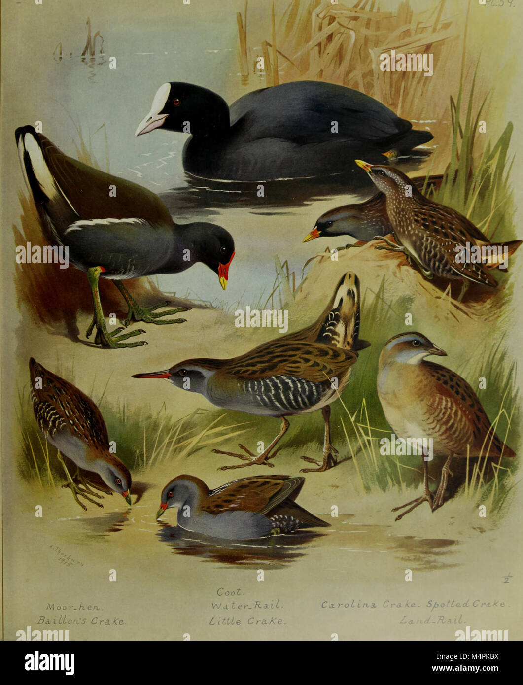 This 1915 guide provides detailed descriptions and illustrations of ...