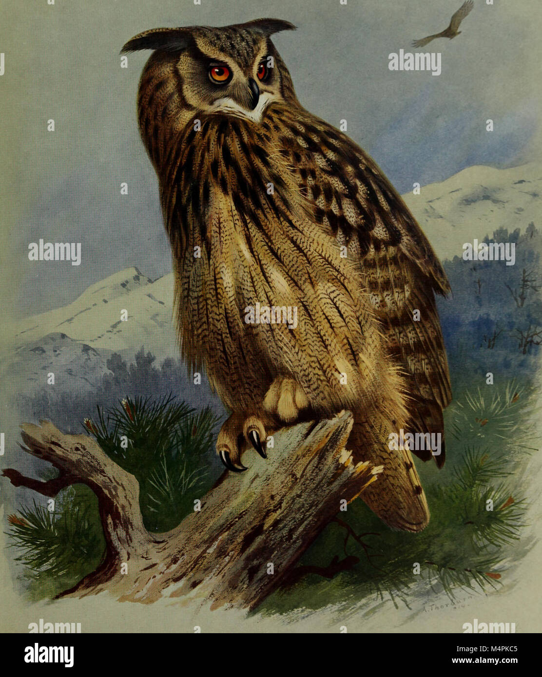 *British Birds* (1915) is a comprehensive guide to the bird species of ...