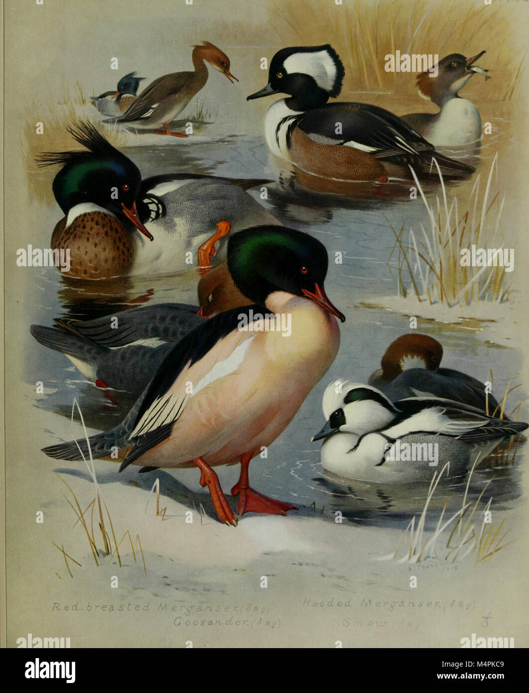 'British Birds' (1915) is a comprehensive guide to the bird species ...