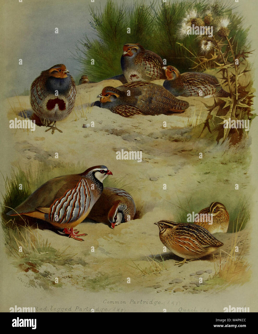 This 1915 work catalogs various species of birds native to Britain ...