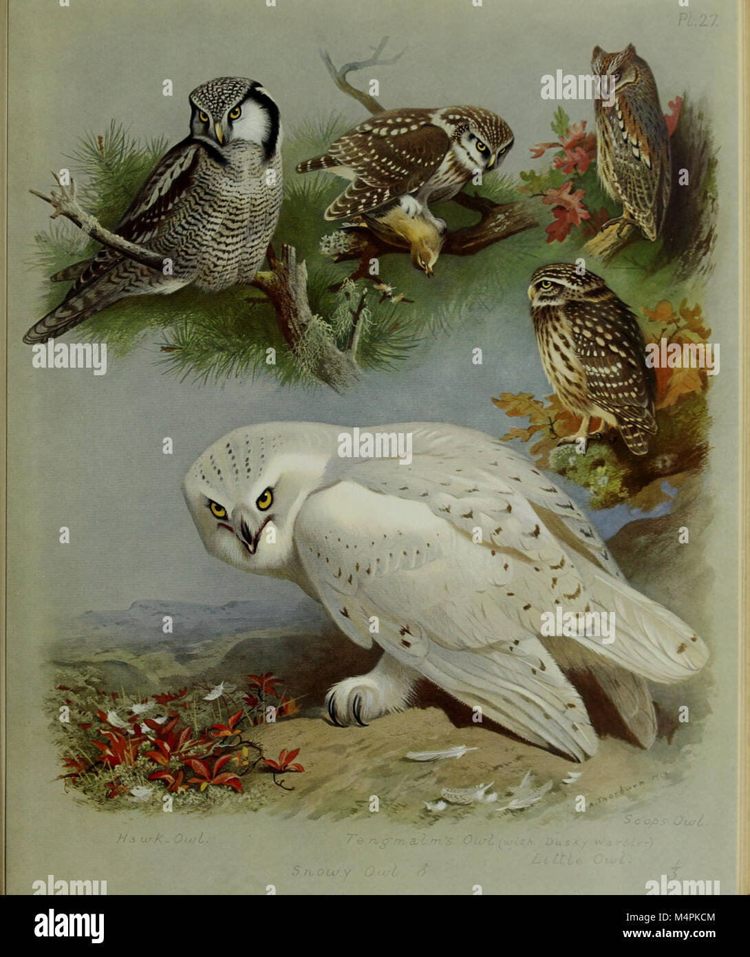 'British Birds' (1915) is a comprehensive work on the bird species of ...