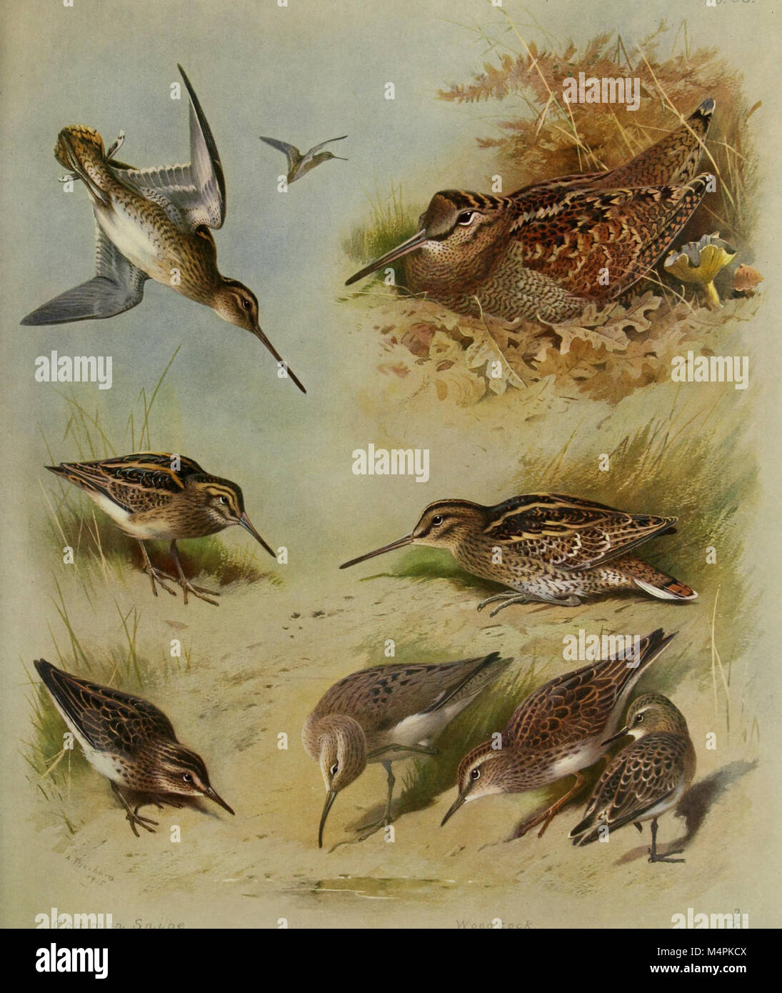 Detailed study bird communication hi-res stock photography and images ...