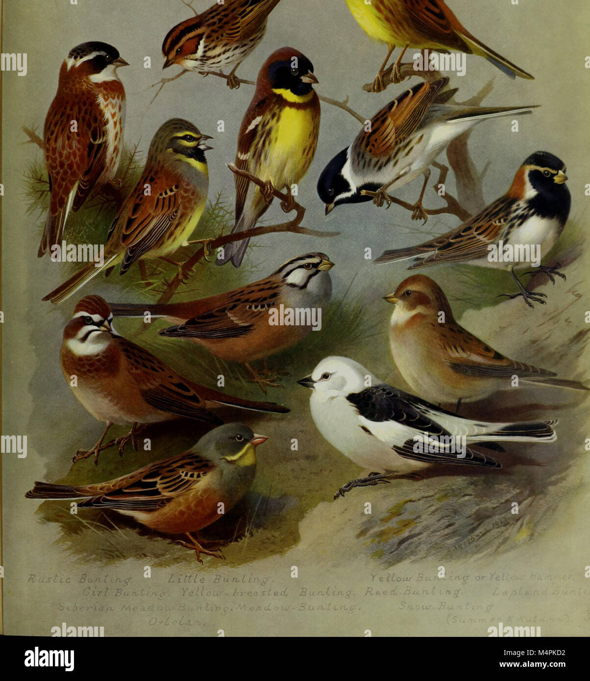 'British Birds' (1915) is a guide to the bird species of Britain, with ...