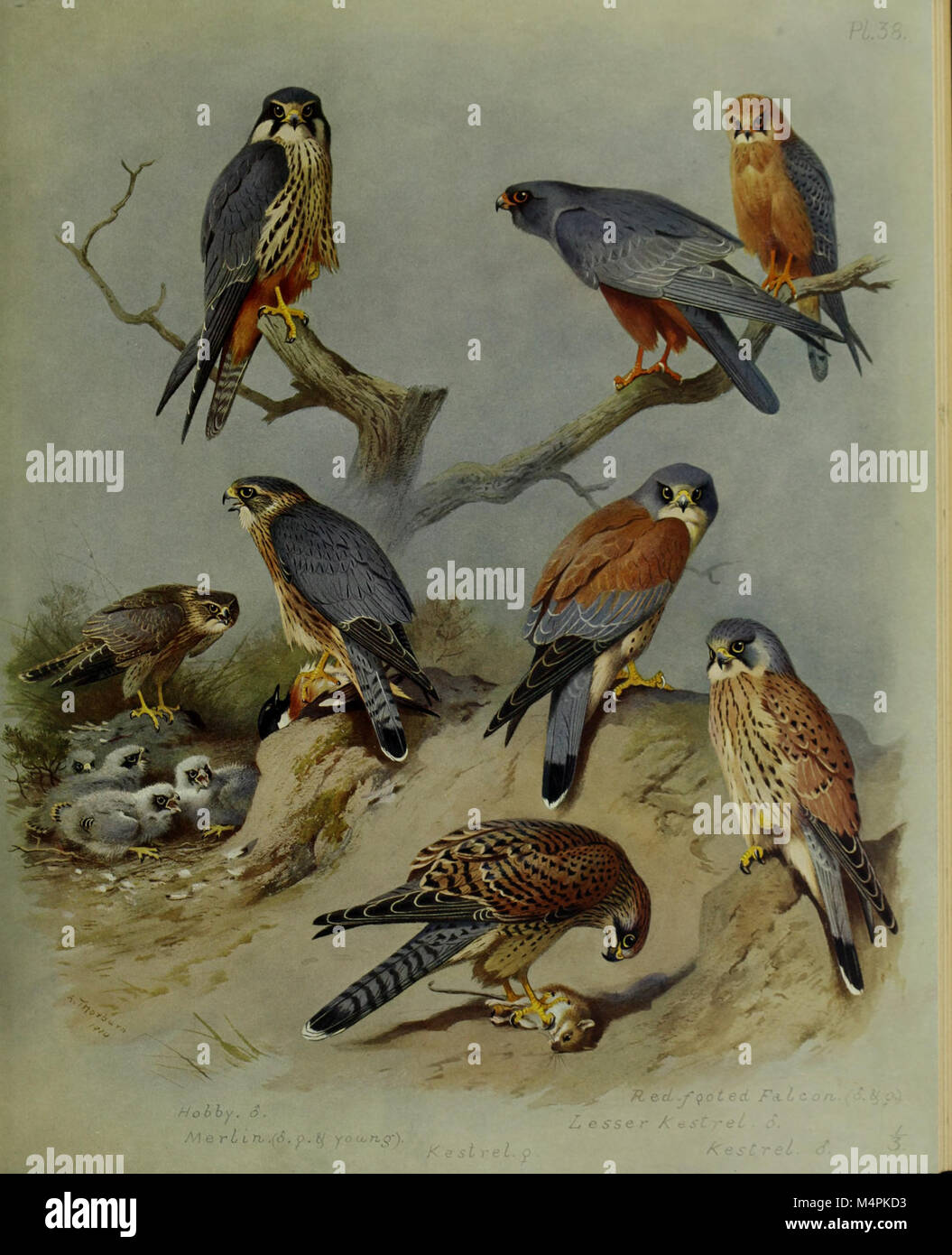 'British Birds' (1915) is a comprehensive guide to the bird species ...