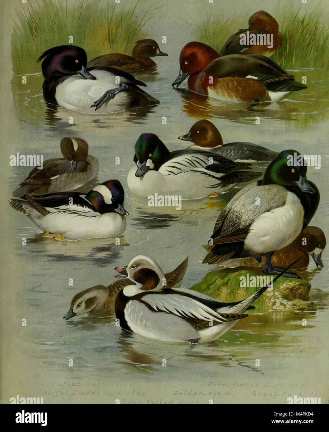 British Birds (1915) provides a comprehensive guide to the bird species ...