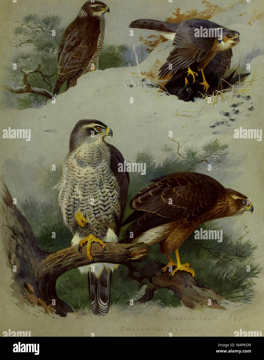 'British Birds' (1915) presents a detailed study of various bird ...