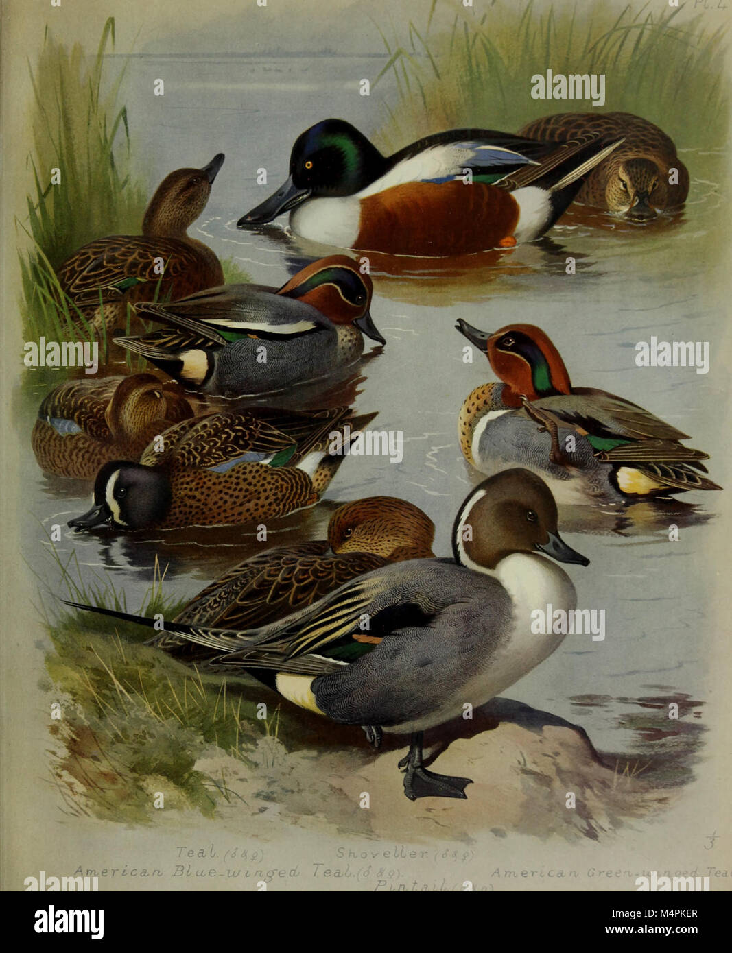 'British Birds' (1915) is a comprehensive guide to the species of birds ...