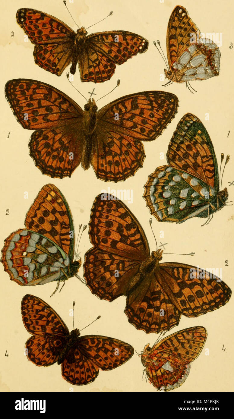British butterflies - figures and descriptions of every native species ...