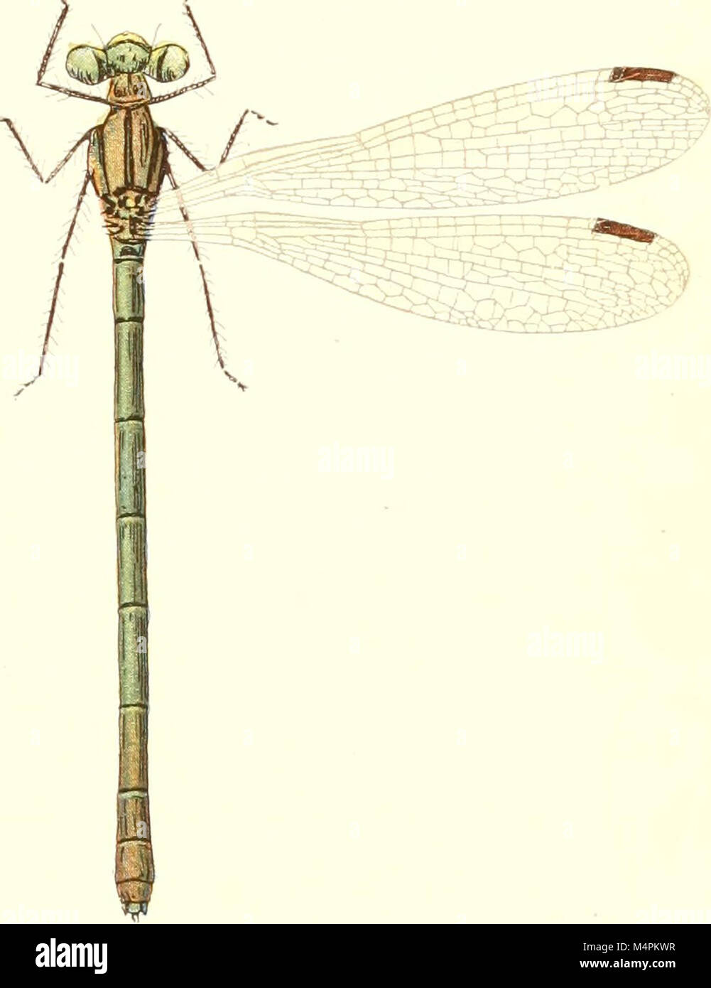 'British Dragonflies' (1900) is a guide to the species of dragonflies ...