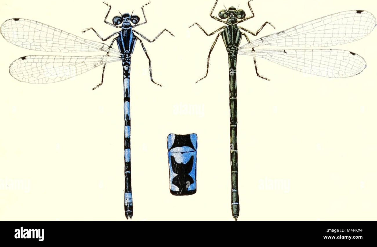 Dragonfly species guide hi-res stock photography and images - Alamy
