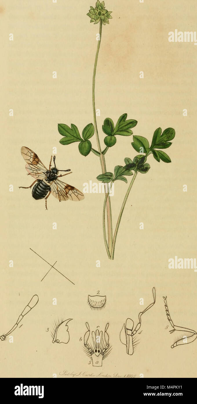 This work on British entomology provides detailed descriptions and ...