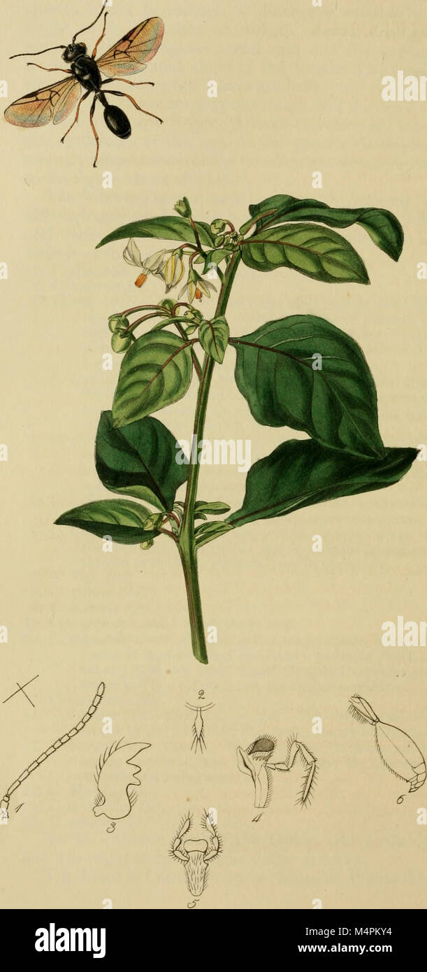 'British Entomology' provides detailed illustrations and descriptions ...