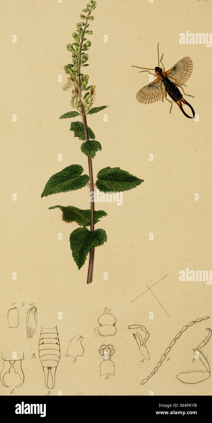 A comprehensive guide to British insects, featuring illustrations and ...