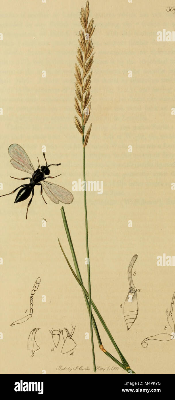 'British Entomology' provides detailed descriptions and illustrations ...