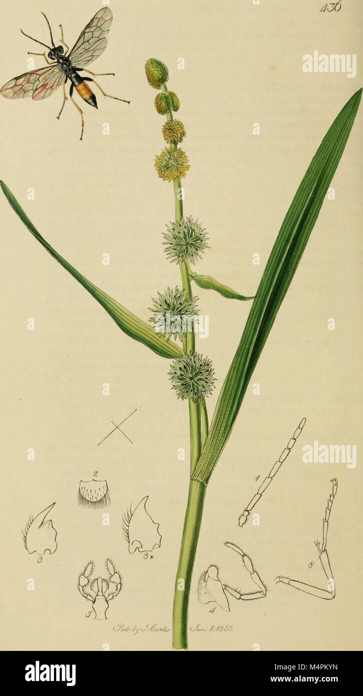 *British Entomology* offers detailed illustrations and descriptions of ...