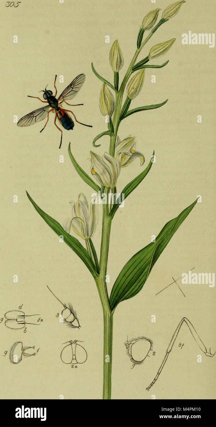 This entomological work showcases the diverse insect genera of Great ...