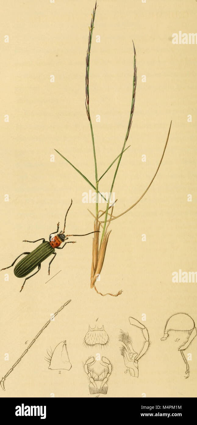 This work on British entomology provides detailed illustrations and ...
