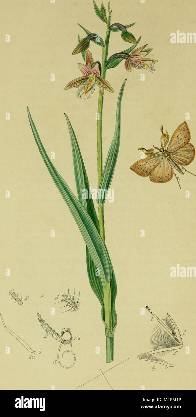 This work on British entomology features illustrations and descriptions ...