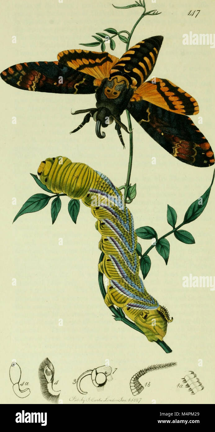 'British Entomology' features detailed illustrations and descriptions ...