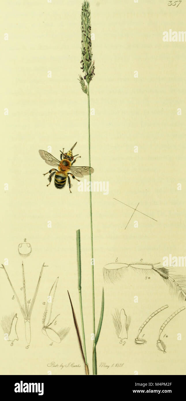 'British Entomology' illustrates and describes insect genera found in ...