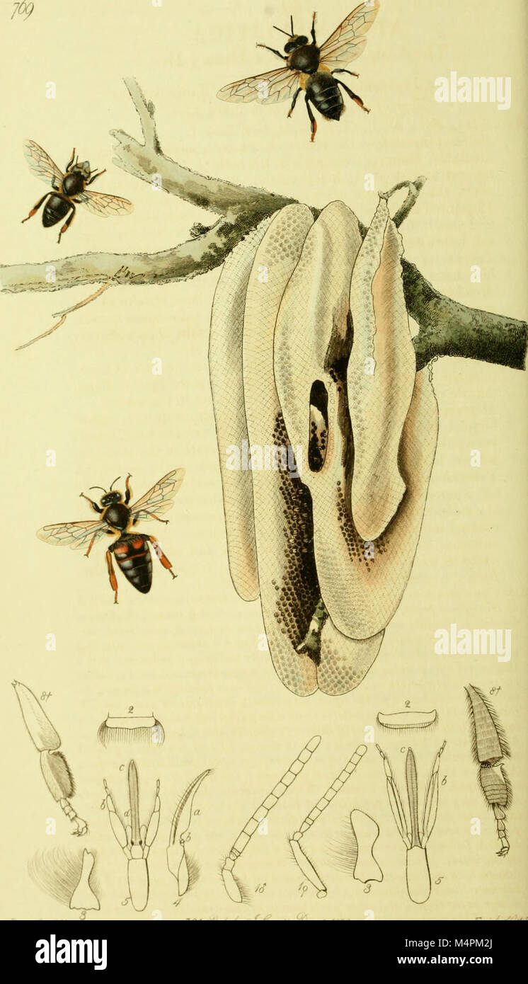 'British Entomology' offers detailed illustrations and descriptions of ...