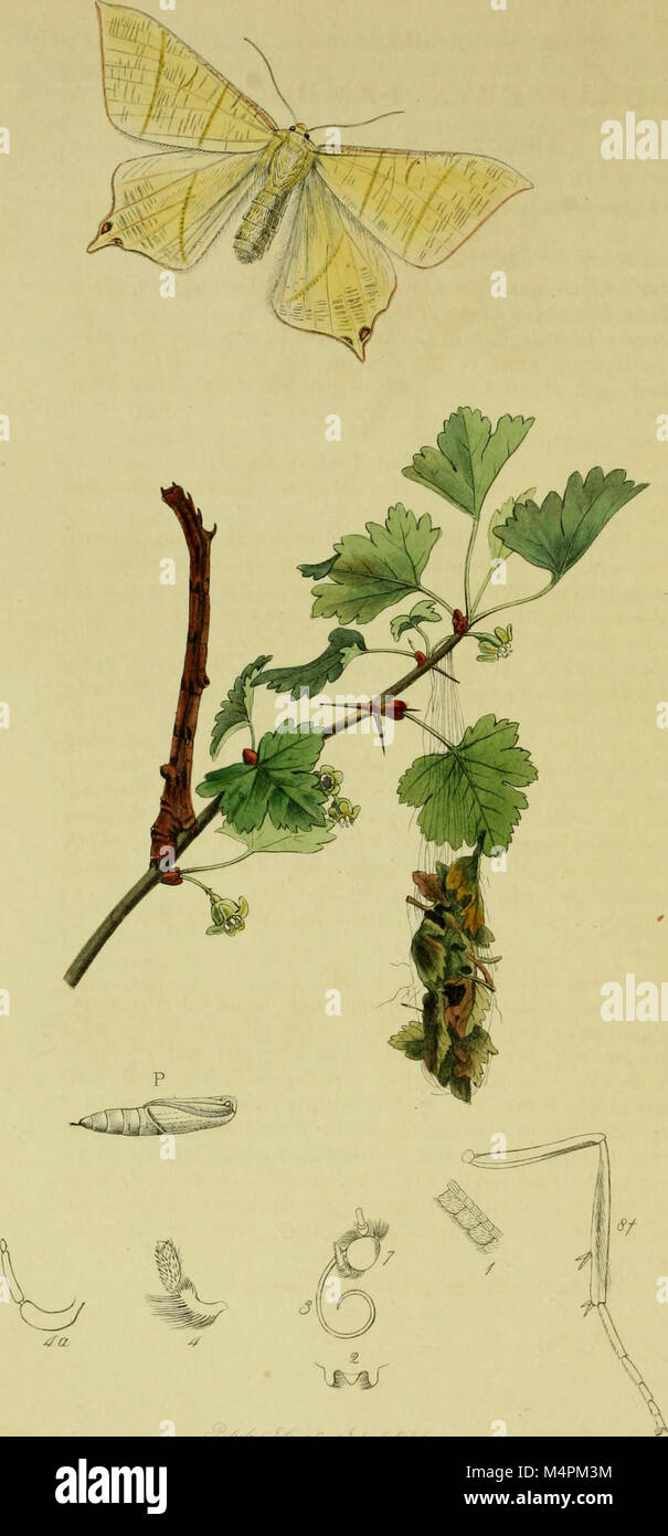 'British Entomology' provides detailed illustrations and descriptions ...