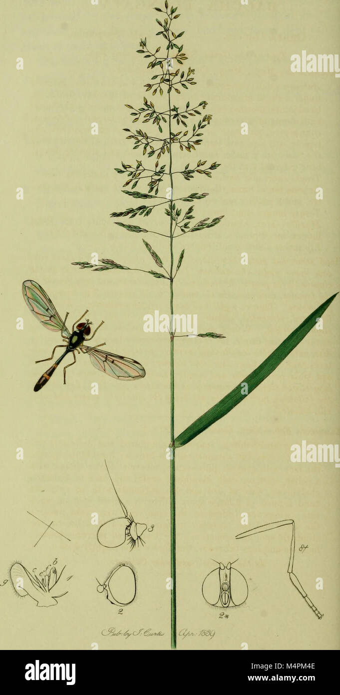 'British Entomology' is a work that illustrates and describes the ...