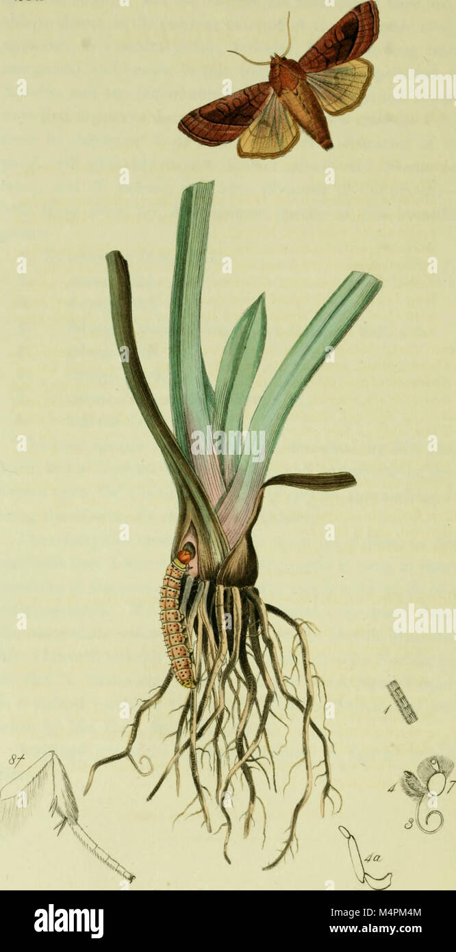 'British Entomology' provides detailed descriptions and illustrations ...