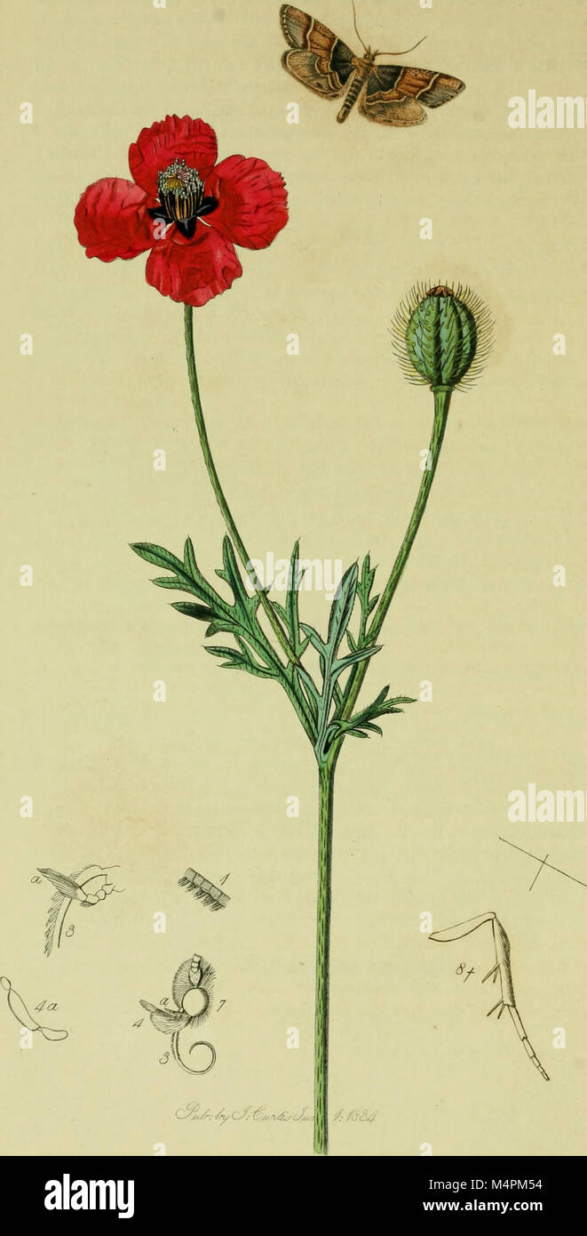 British Entomology offers detailed illustrations and descriptions of ...