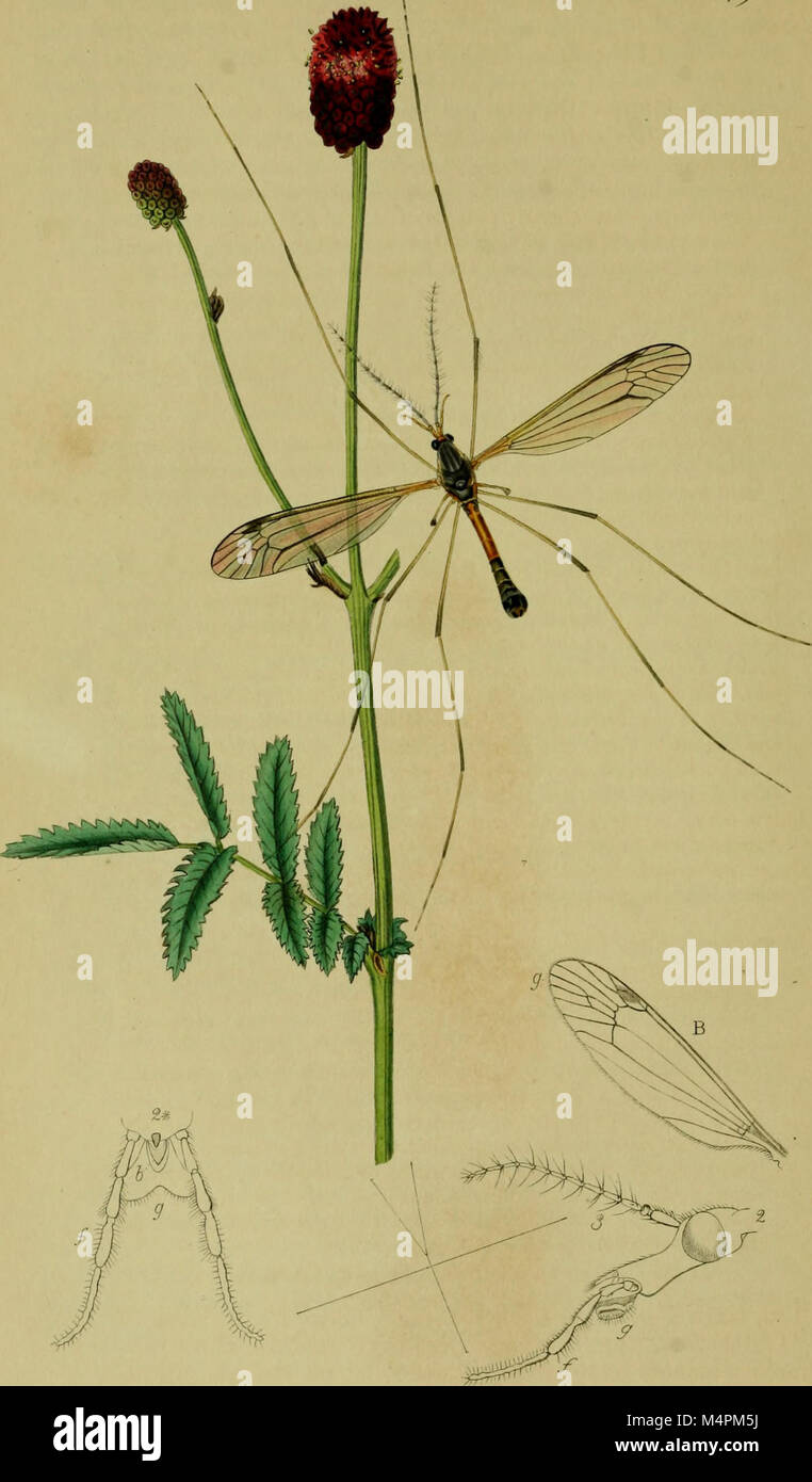 'British Entomology' provides detailed illustrations and descriptions ...