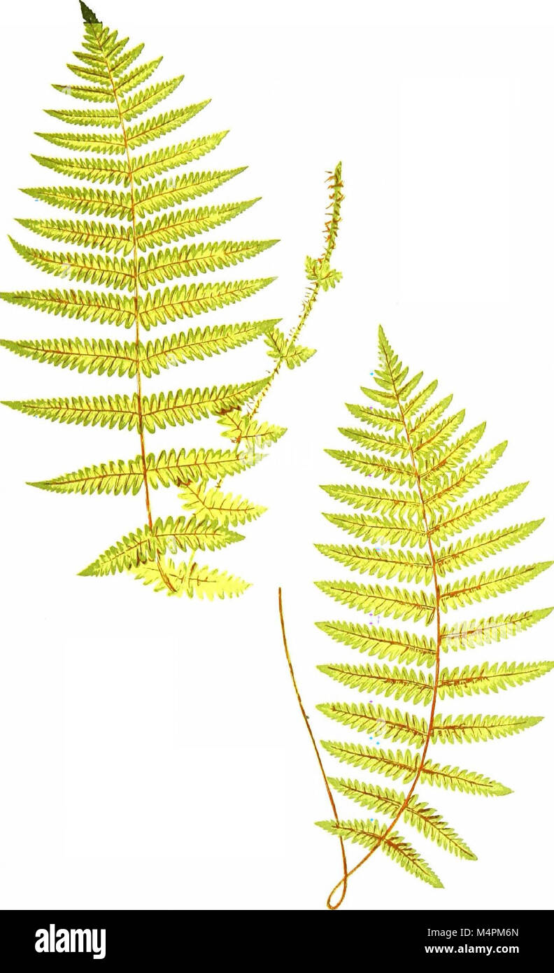 British ferns and their varieties (1912) (14780873151 Stock Photo - Alamy