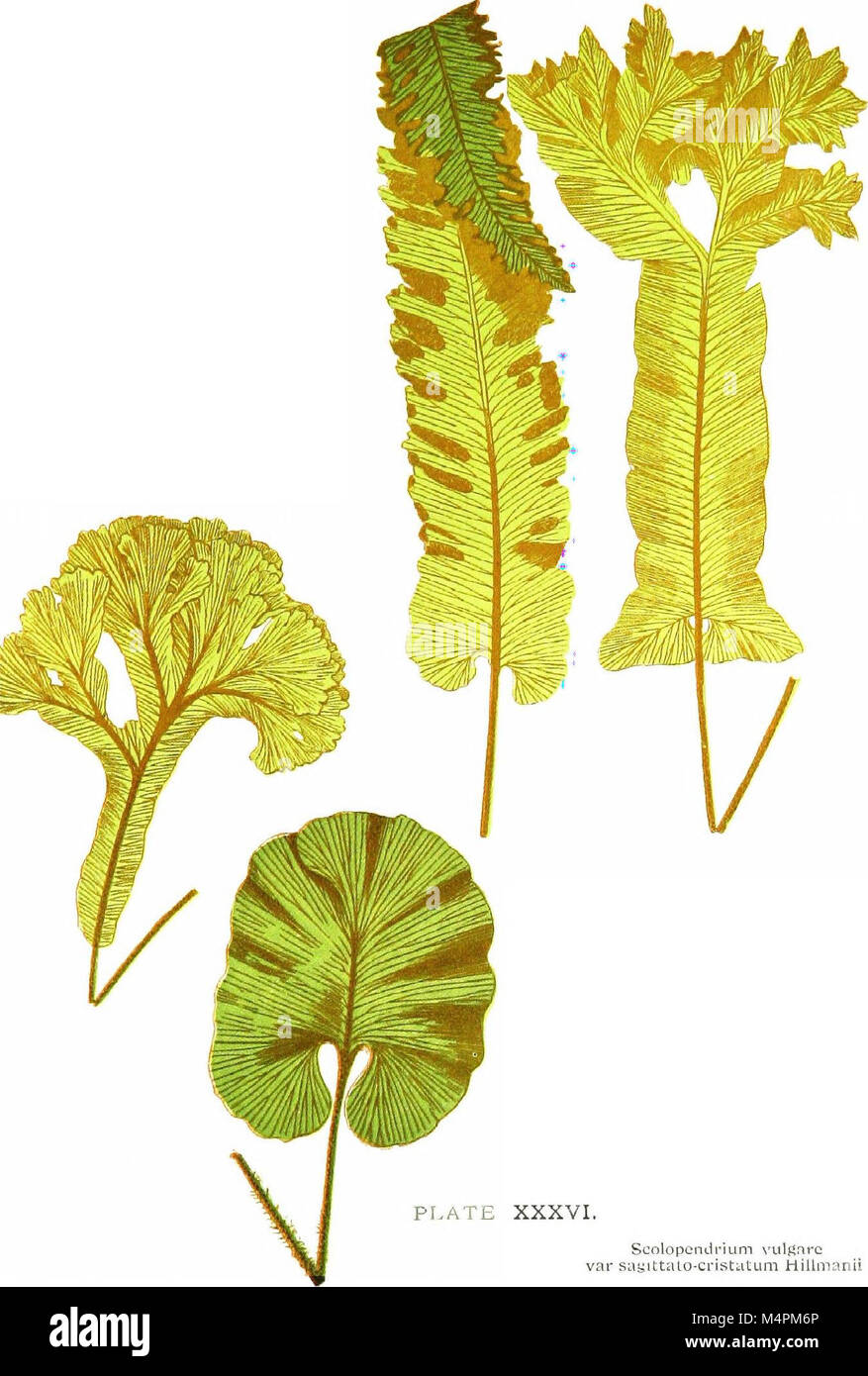 British ferns and their varieties (1912) (14780883791 Stock Photo - Alamy