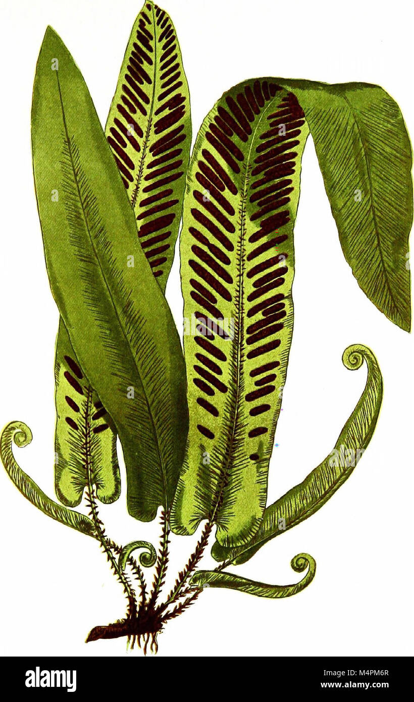 British ferns and their varieties (1912) (14784027135 Stock Photo - Alamy