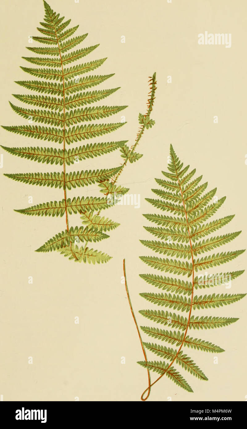 British ferns and their varieties (1912) (20230247980 Stock Photo - Alamy