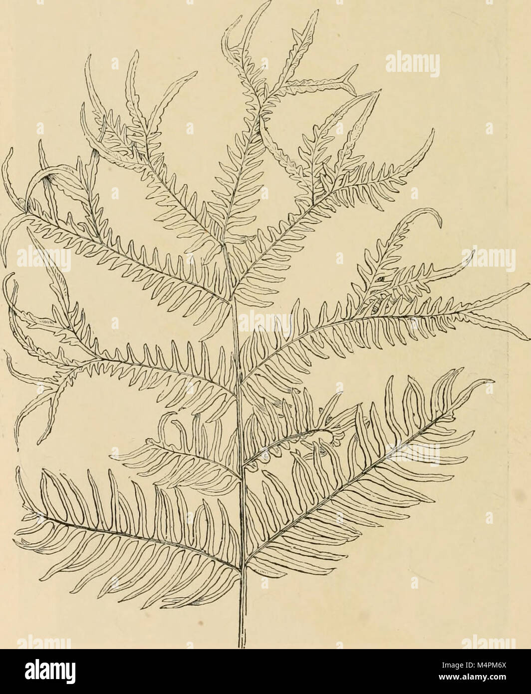 This 1912 publication provides a detailed guide to British ferns ...