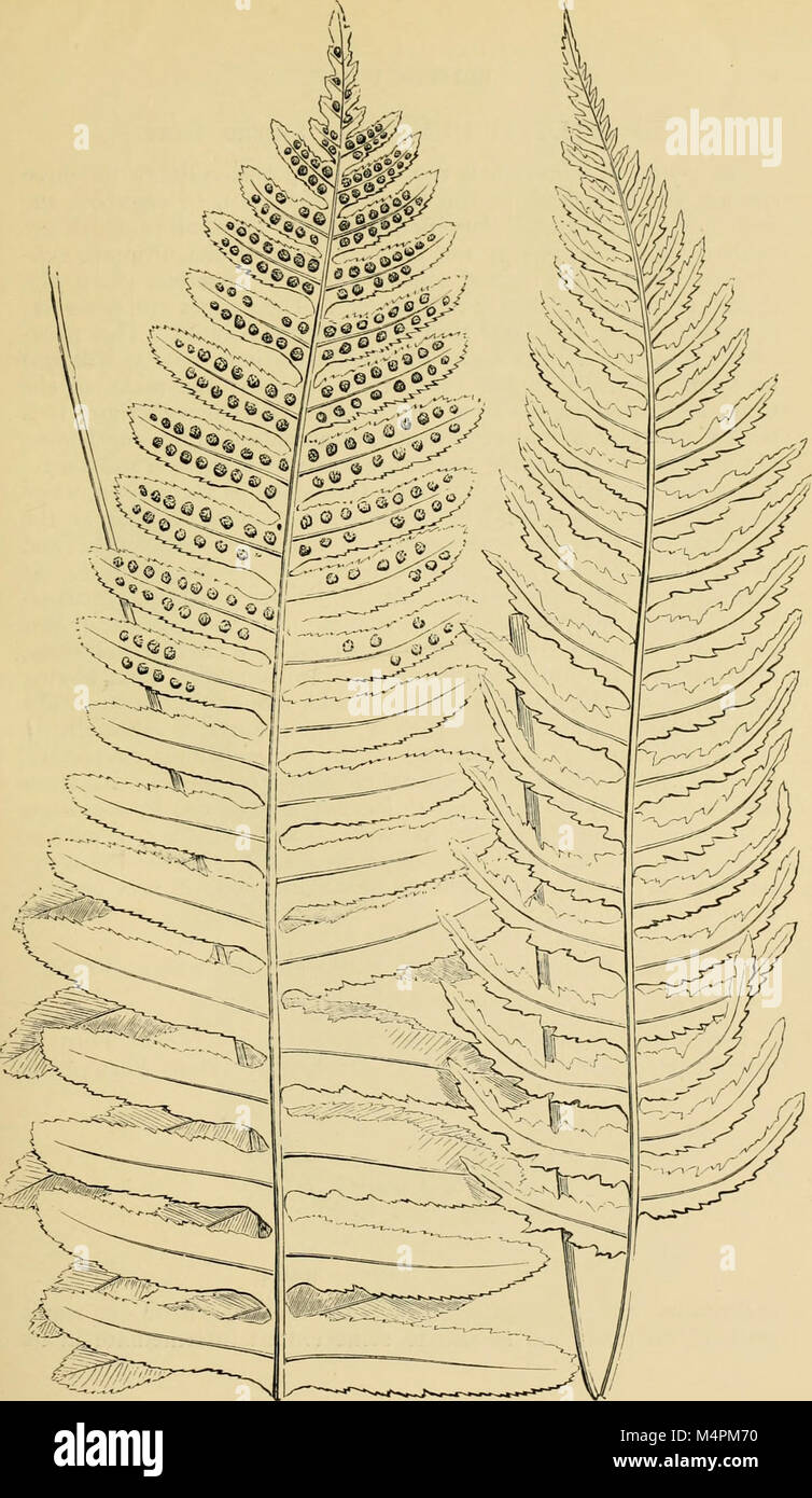 British ferns and their varieties (1912) (20418355125 Stock Photo - Alamy