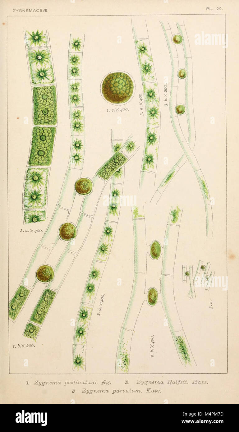 Blue green algae species hi-res stock photography and images - Alamy