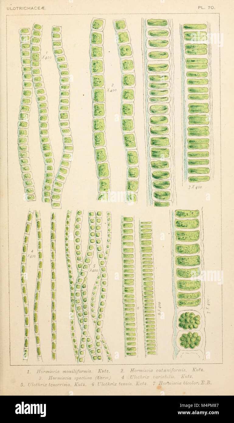 This study focuses on the identification and classification of British ...