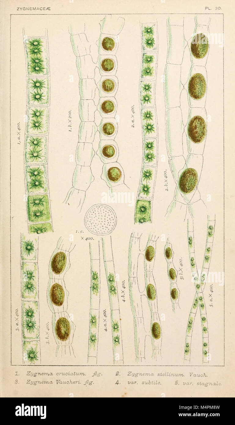 British fresh-water algae, exclusive of Desmidieae and Diatomaceae ...