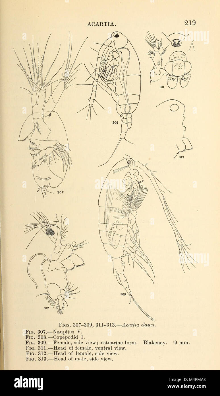 Crustacean identification guides hi-res stock photography and images ...
