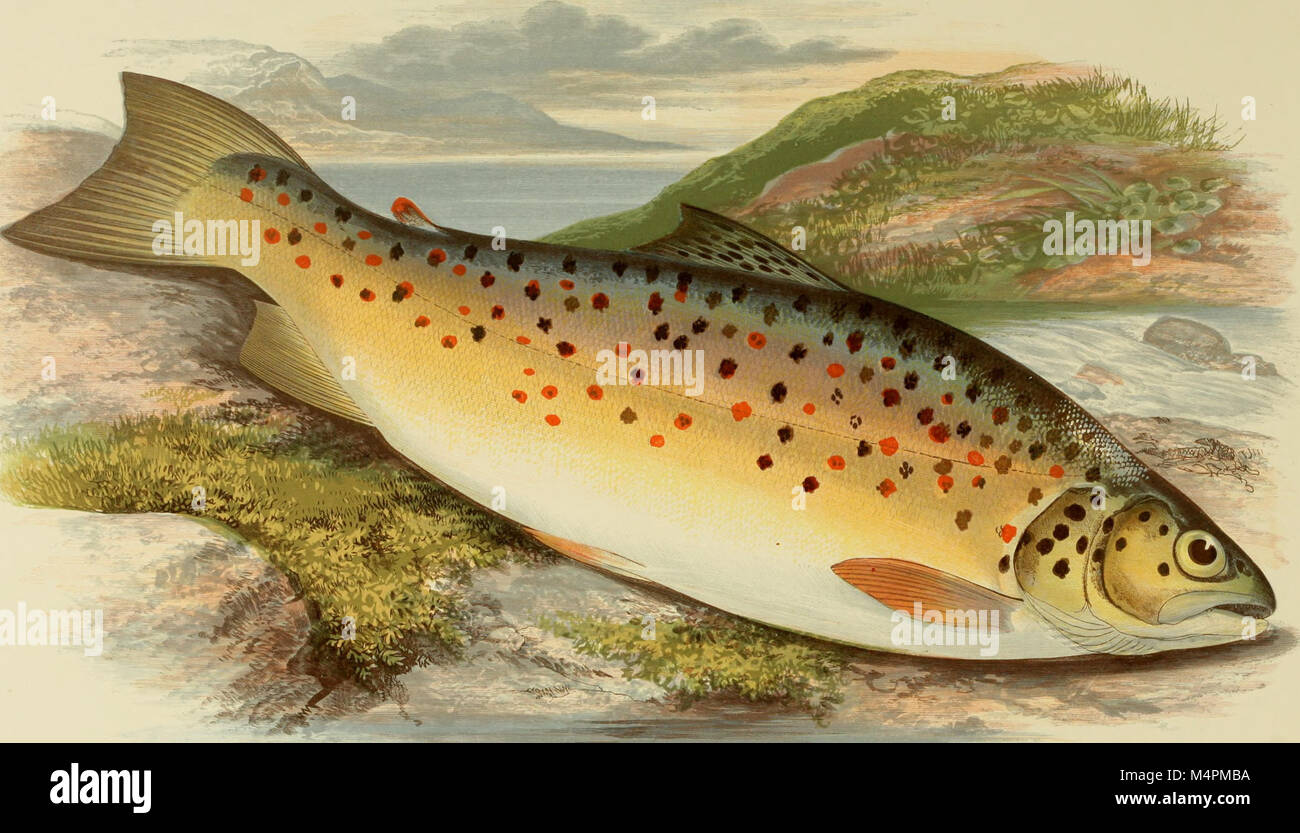 British fresh water fishes (1879) (19795284524 Stock Photo - Alamy