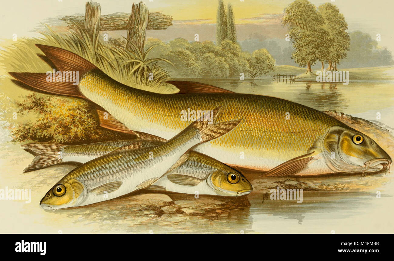 British Freshwater Fishes (1879) provides a comprehensive guide to the ...