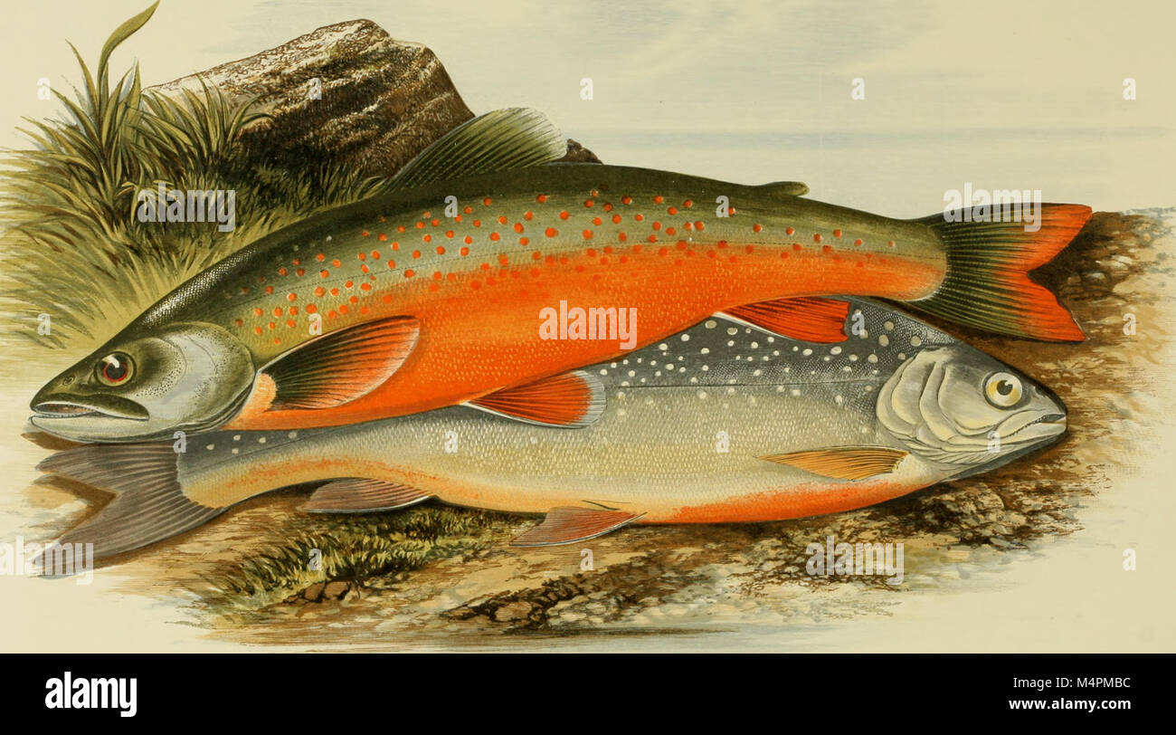 'British Freshwater Fishes' (1879) explores the species of freshwater ...