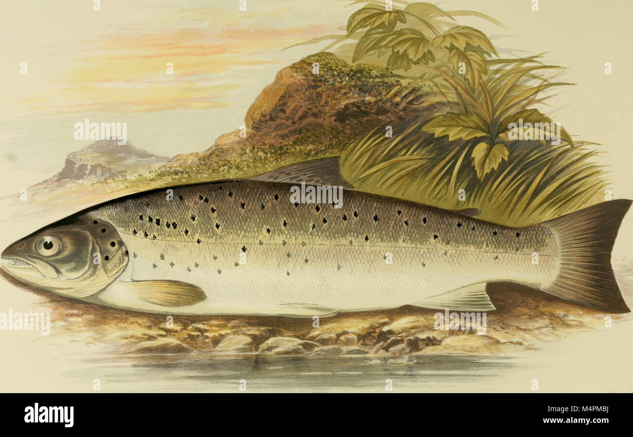 British fresh water fishes (1879) (19796959813 Stock Photo - Alamy