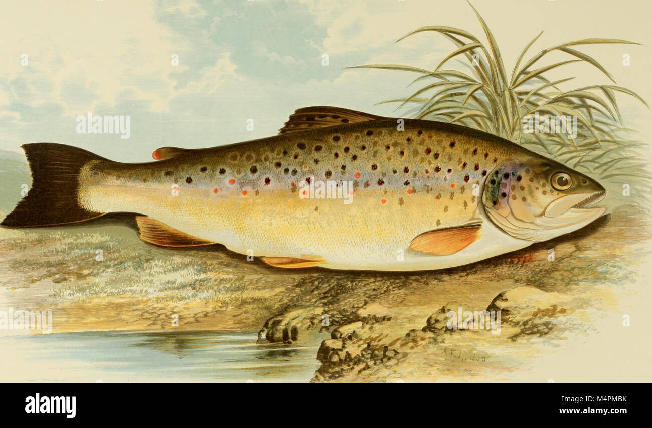 'British Freshwater Fishes' (1879) is a work documenting the species of ...