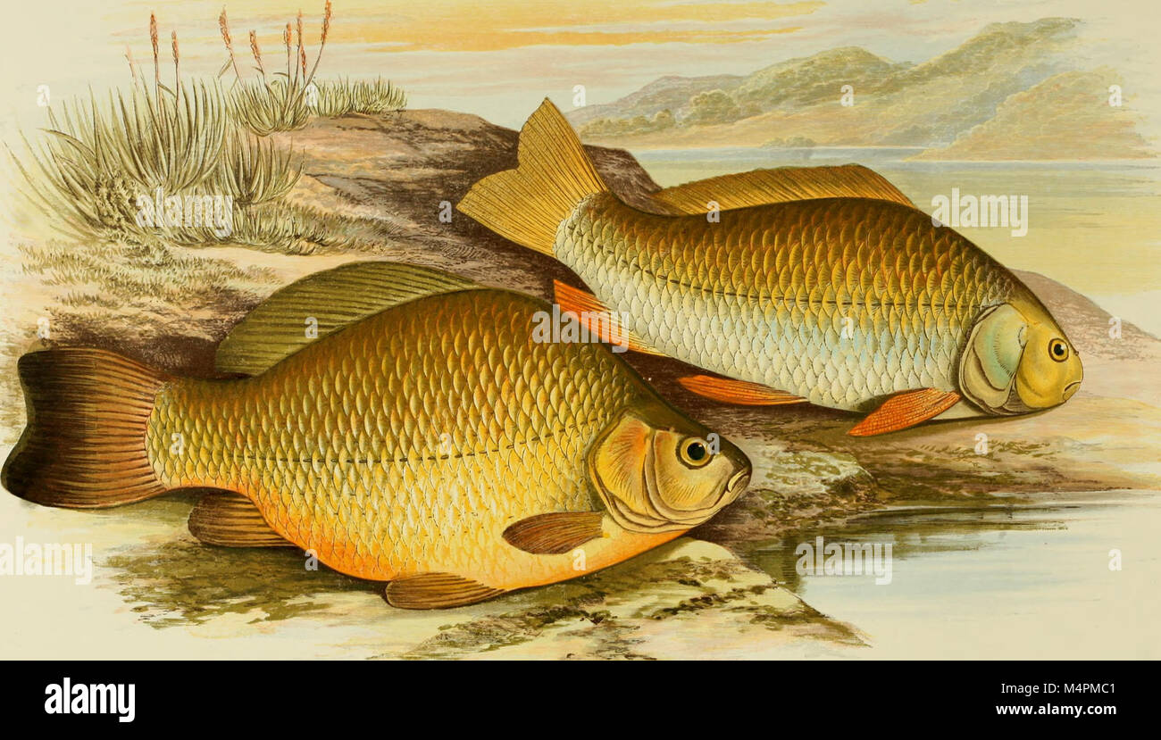 British fresh water fishes (1879) (20229878720 Stock Photo - Alamy