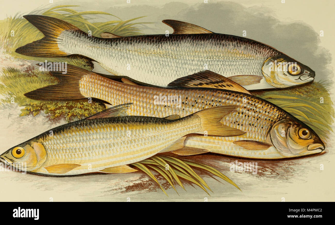 British fresh water fishes (1879) (20229897340 Stock Photo - Alamy