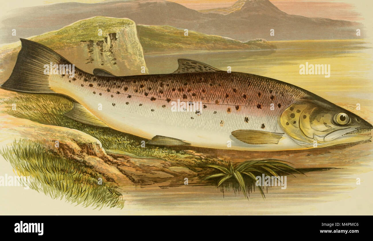 This 1879 work provides a comprehensive study of the freshwater fish ...